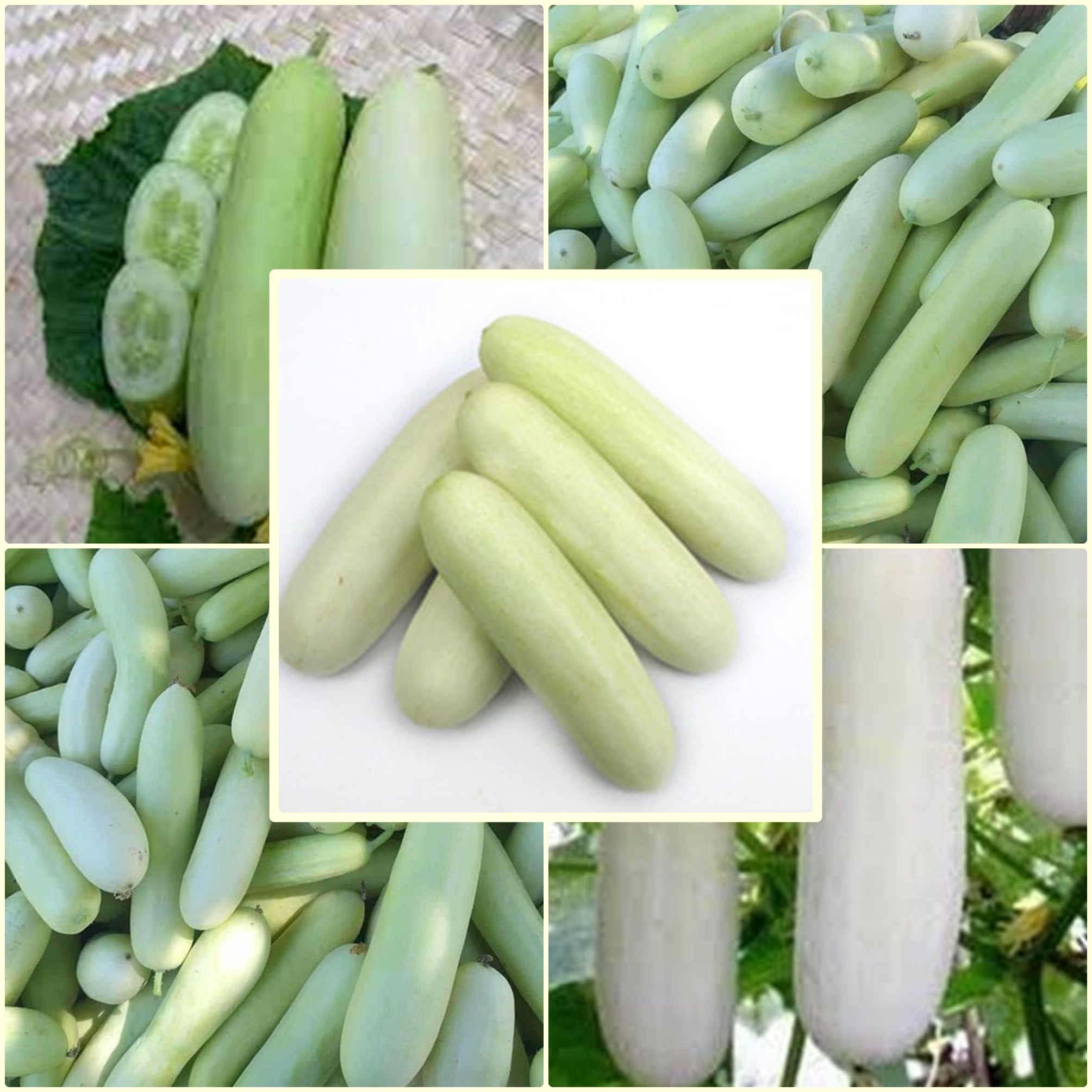 10 Seeds White Large Cucumber, Large Fruits, Sweet, Crisp, Delicious ...