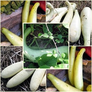 5 Seeds Bottle Gourd Lauki Edible Vine Hi Loan Squash, Natural, Non GMO ...
