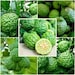 50 Seeds Super Armenian Yard Long Cucumber Seed, Snake Vegetable ...