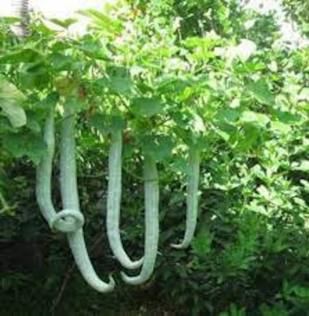 5 Seeds White Snake Gourd, Thai Squash, Chichinda, Natural, Non GMO ...