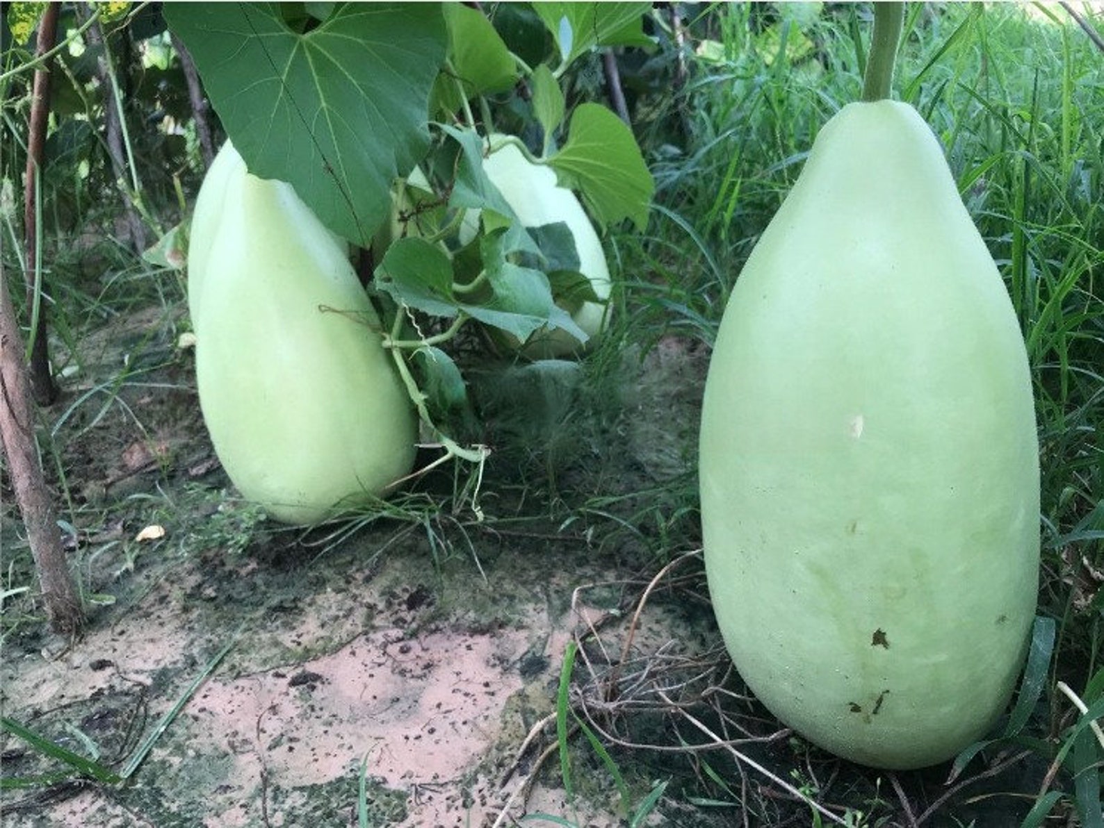 5 Seeds Water Drop Gourd, Thai Calabash, Bottle Gourd, Thai Local ...