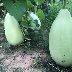 5 Seeds Water Drop Gourd, Thai Calabash, Bottle Gourd, Thai Local ...