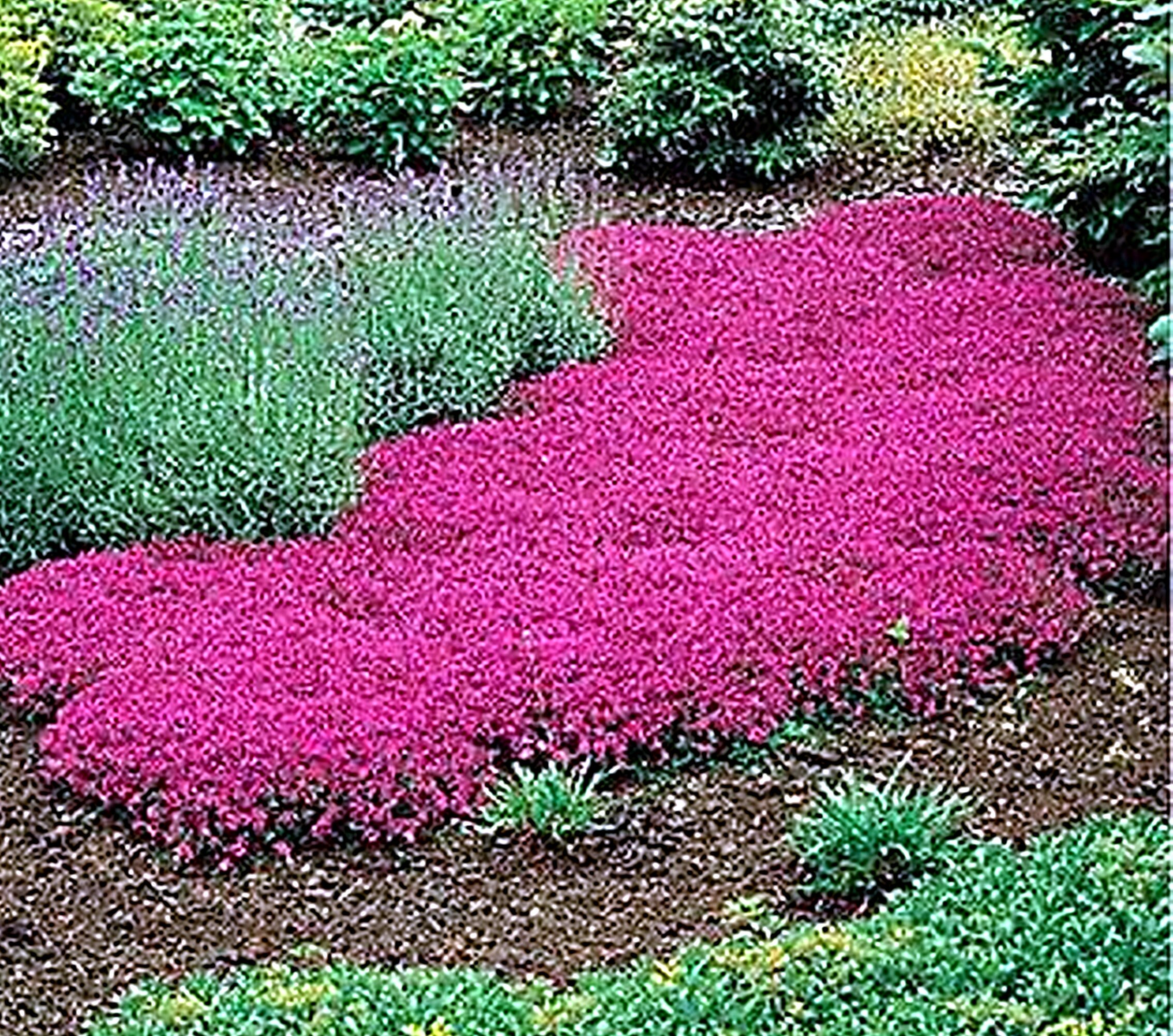 100 graines de thym rouge rampant, cresson de roche, thymus praecox ...