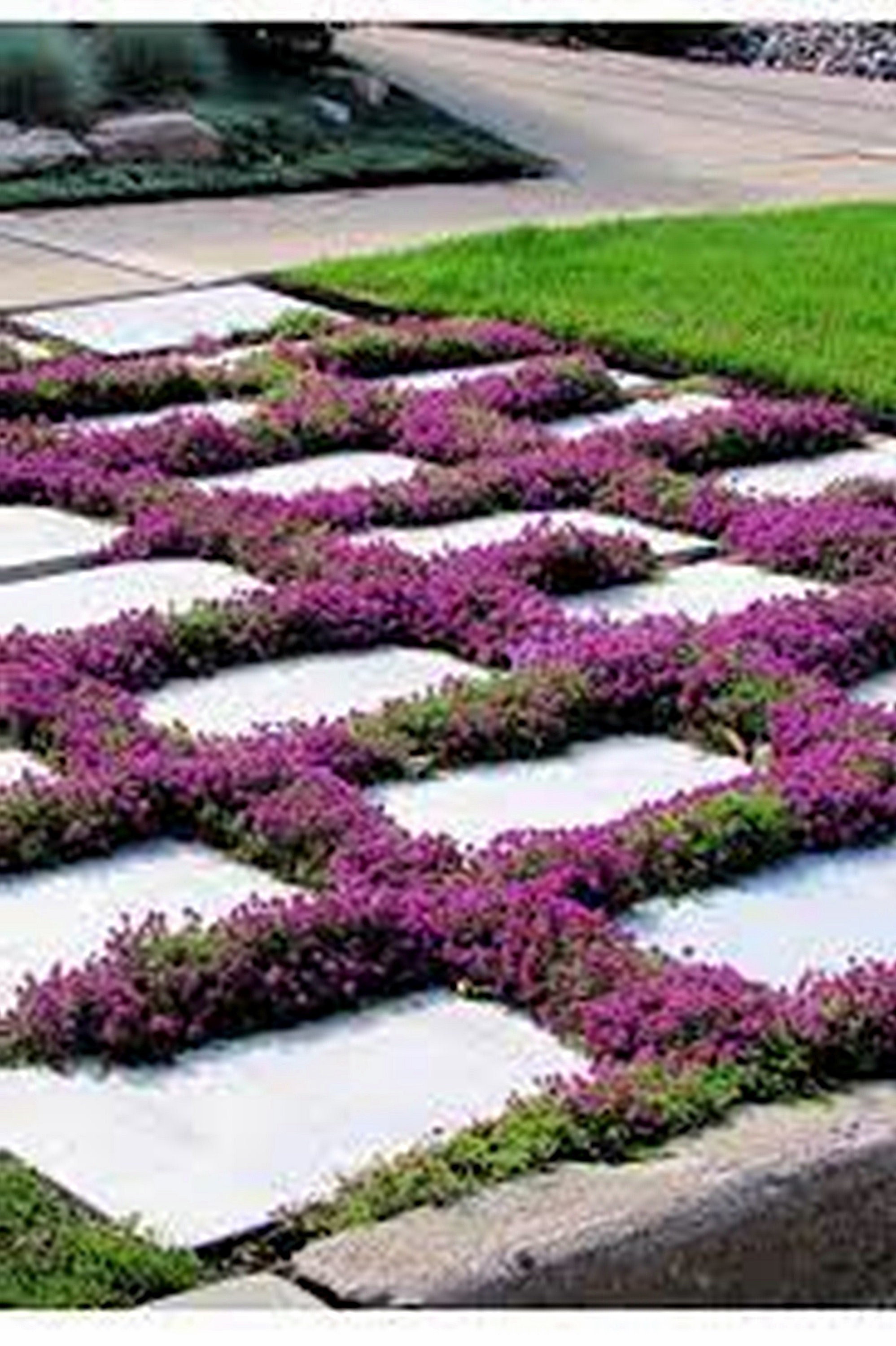 100 graines de thym rouge rampant, cresson de roche, thymus praecox ...
