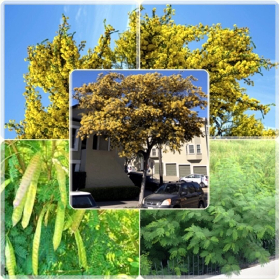 20 Seeds Acacia House Lead Tree, Jumbay, Pearl Wattl, River Tamarind ...