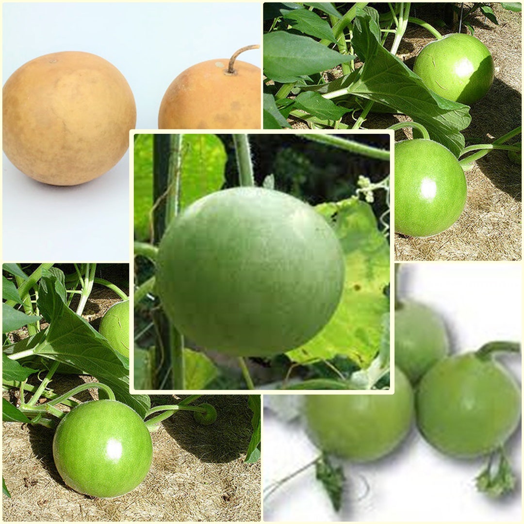 5 Seeds Ball Gourd, Thai Squash, Calabash, Bottle Gourd, Natural, Non ...