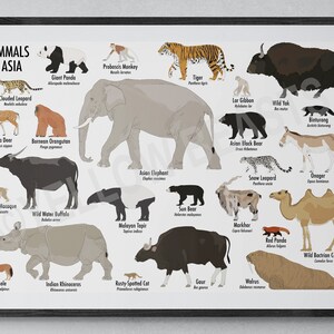 Mammals of Asia Poster - Etsy