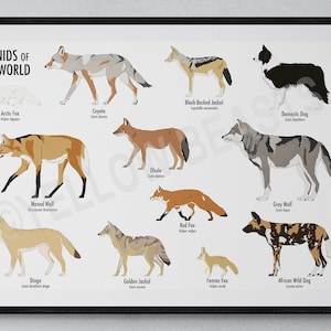 Canids of the World Poster - Etsy