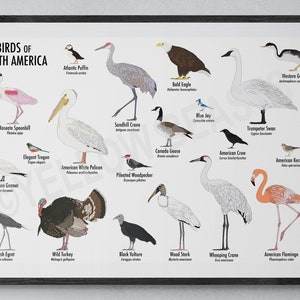 Birds of North America Poster - Etsy