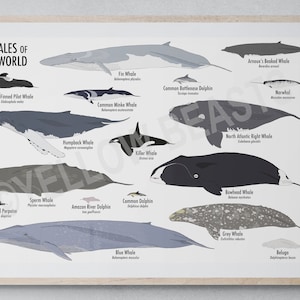 PRINTABLE Whales of the World Wall Art With Mother Day's Gift ...