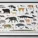 Animals of South America Poster - Etsy