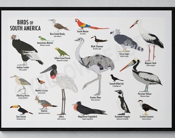 Animals of South America Poster - Etsy