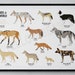 Giant Insect Poster DIN A0 (84 X 118.4 Cm) Native Diversity - Etsy