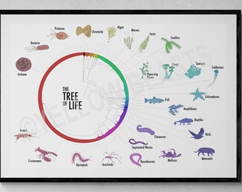 Evolutionary Biology Tree of Life Poster Nature Lover Gift Idea - Etsy