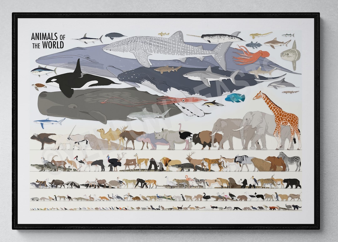 Animals of the World Poster - Etsy