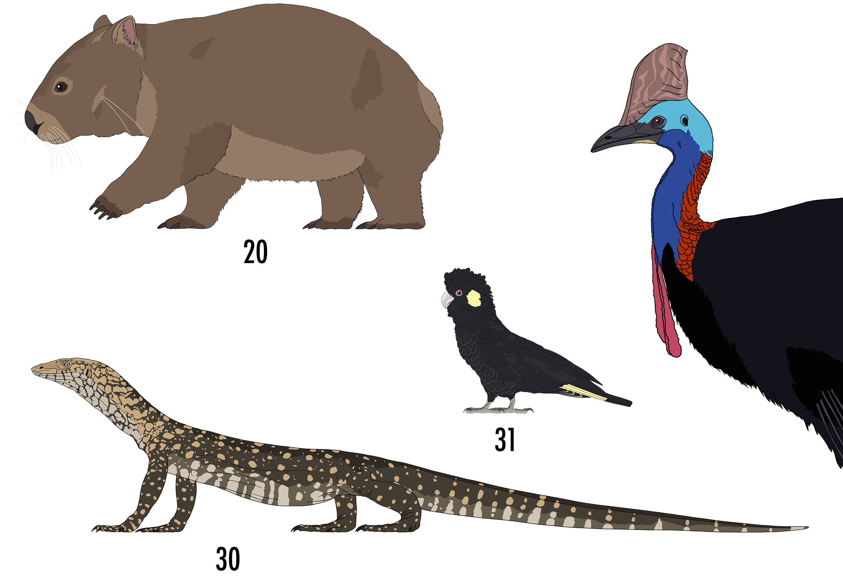 Animals of Oceania Poster - Etsy