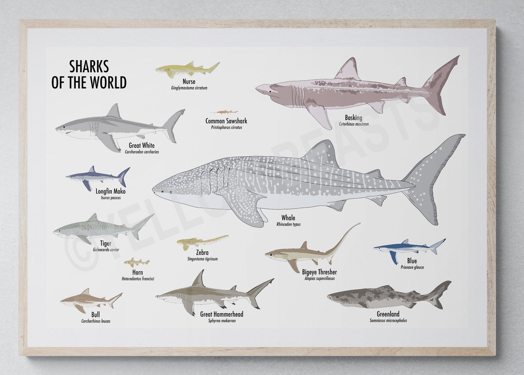 Sharks of the World Poster - Etsy