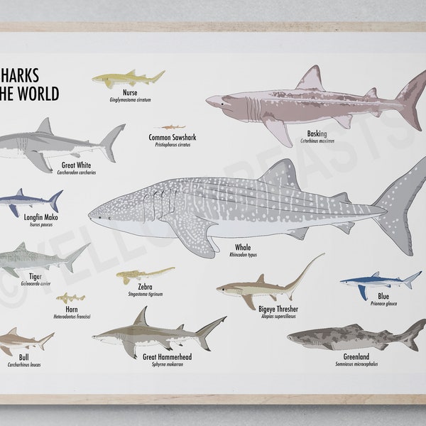 Sharks of the World Poster - Etsy