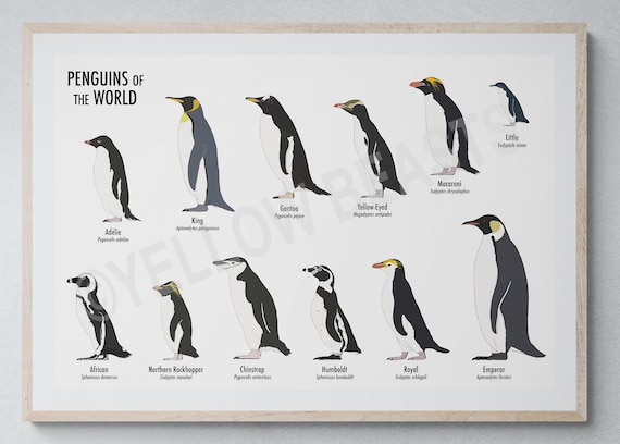 Chart About Penguins
