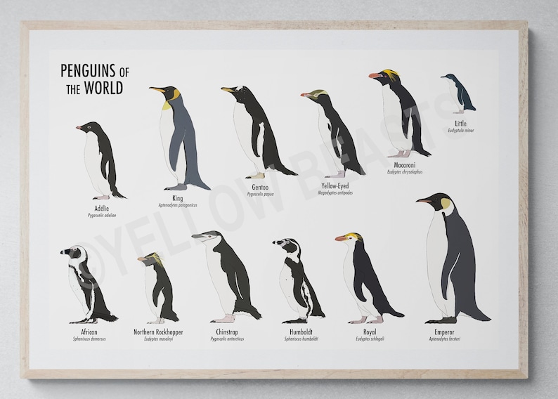 Penguins of the World Poster - Etsy