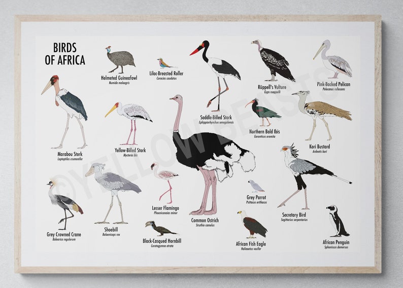 Birds of Africa Poster - Etsy