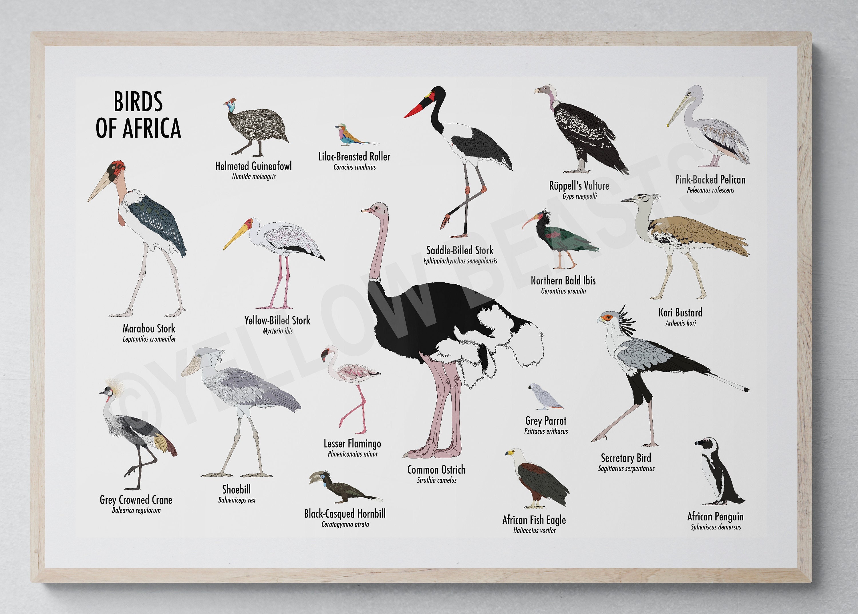 Birds of Africa Poster - Etsy