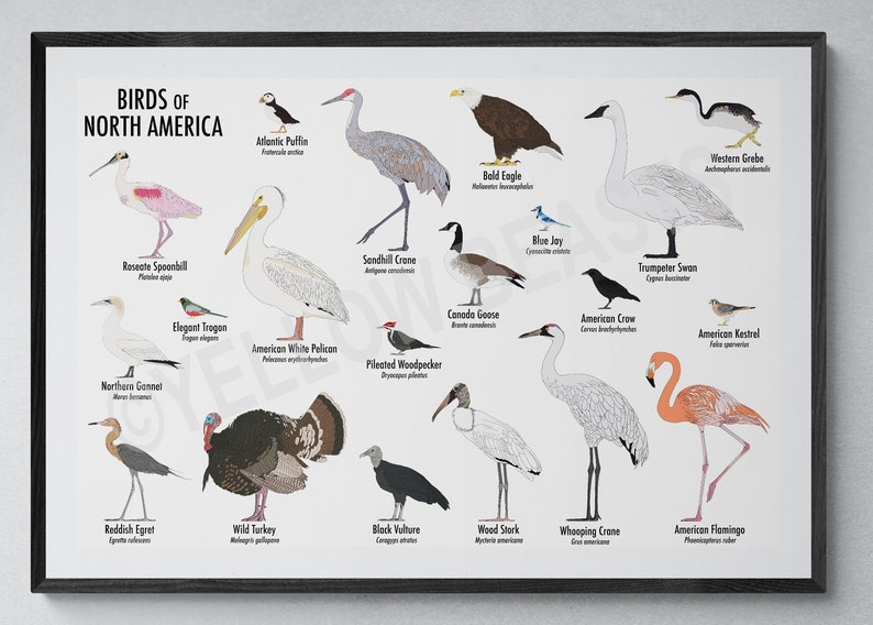 Birds of North America Poster - Etsy