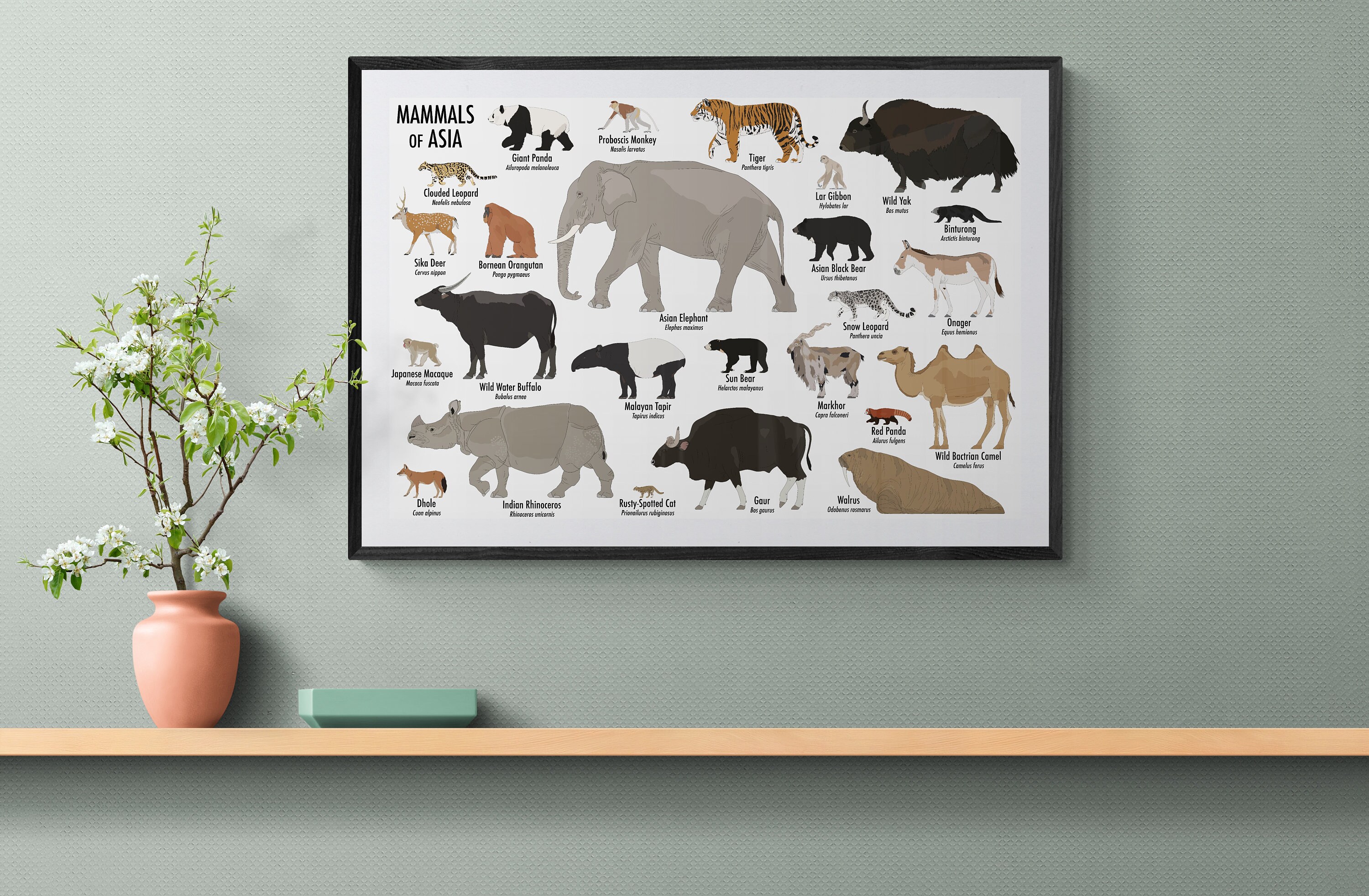 Mammals of Asia Poster - Etsy
