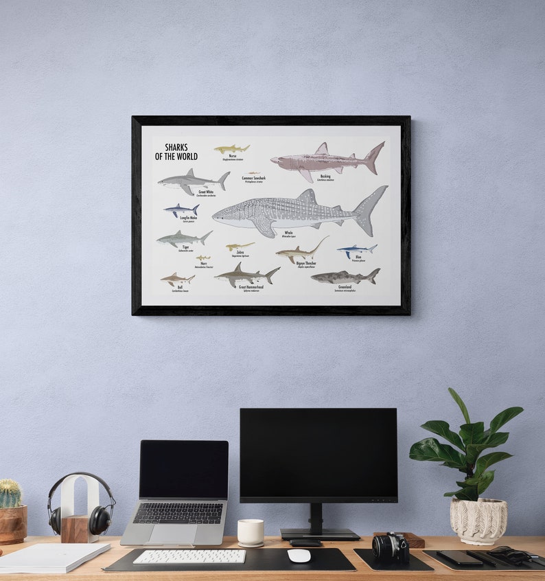 Sharks of the World Poster - Etsy