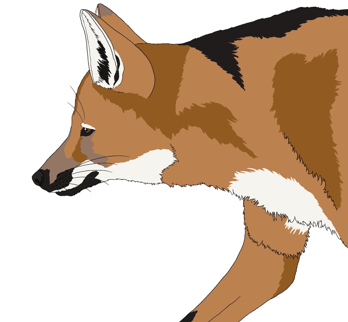 Canids of the World Poster - Etsy