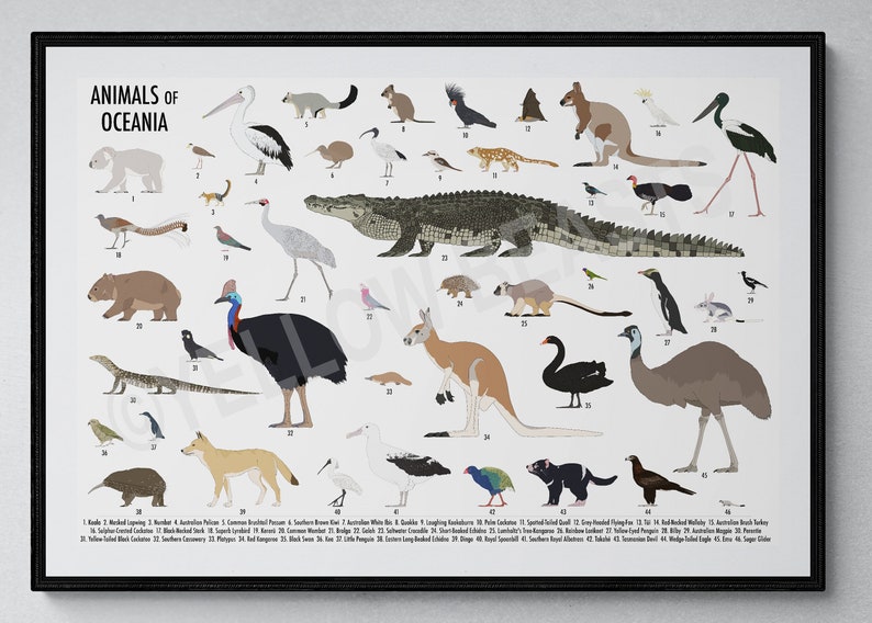 Animals of Oceania Poster - Etsy