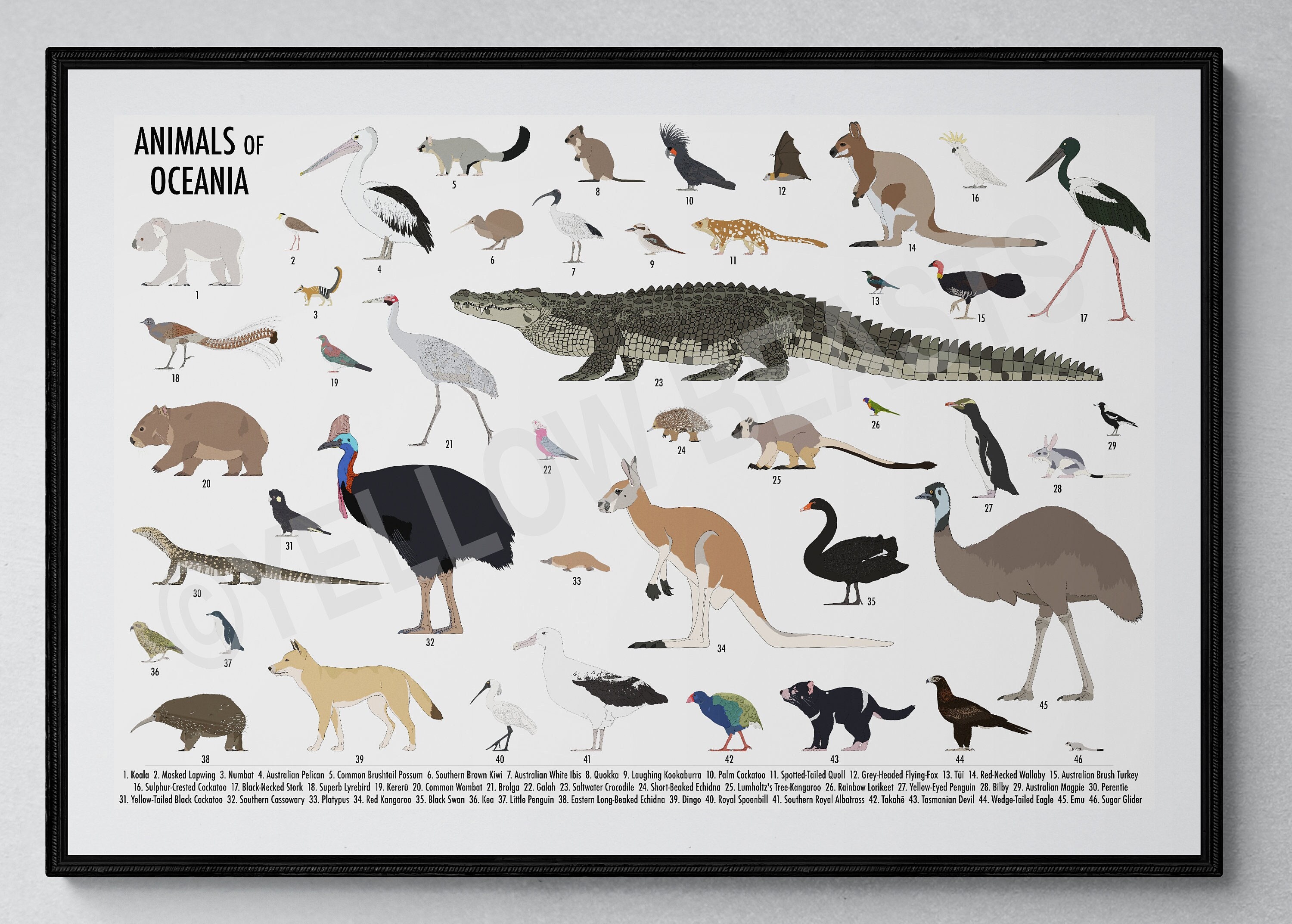 Animals of Oceania Poster - Etsy
