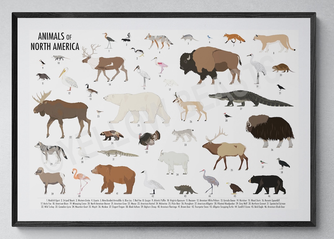 Animals of North America Poster - Etsy