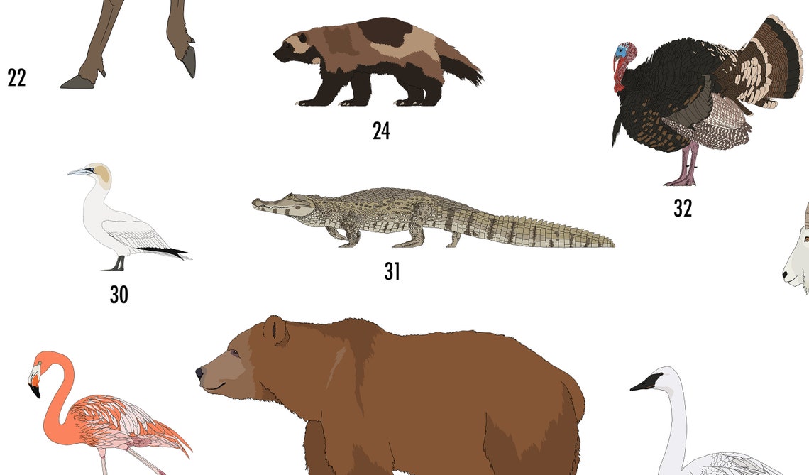 Animals of North America Poster - Etsy