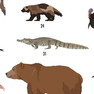 Animals of North America Poster - Etsy