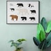 Bears of the World Poster - Etsy
