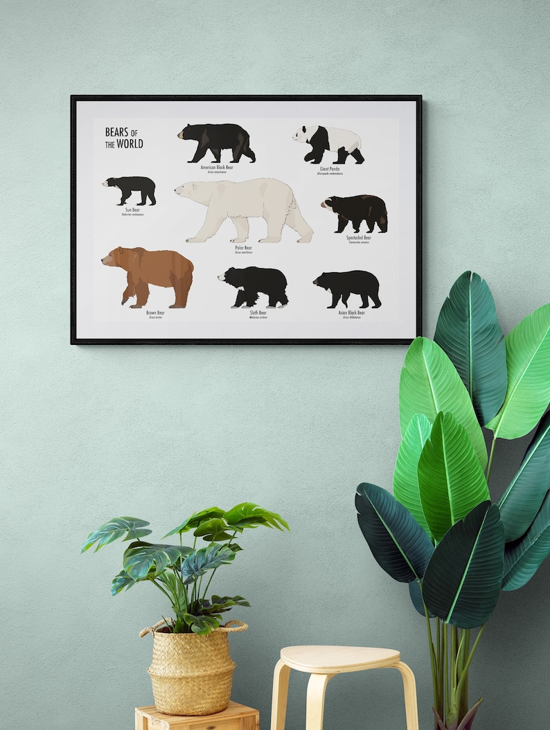 Bears of the World Poster - Etsy