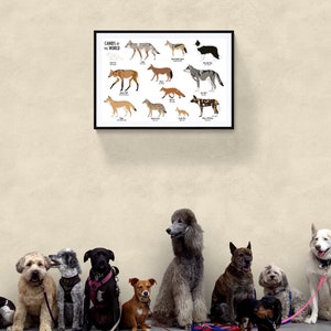 Canids of the World Poster - Etsy