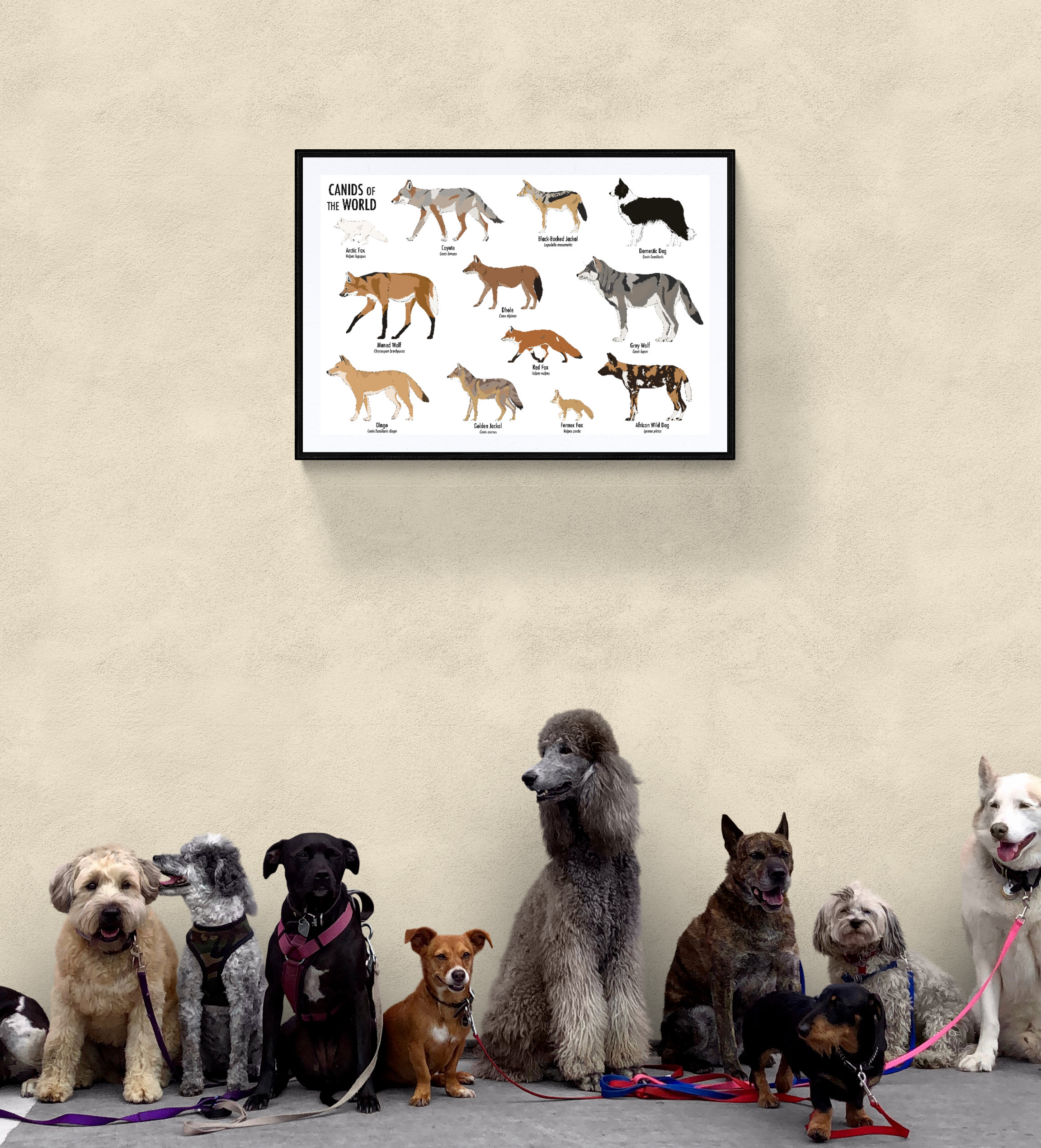 Canids of the World Poster - Etsy