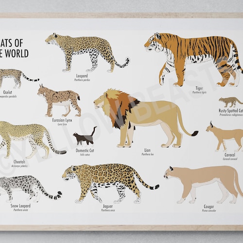 Cats of the World Poster - Etsy