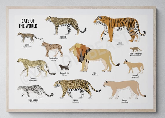 Cats of the World Poster - Etsy
