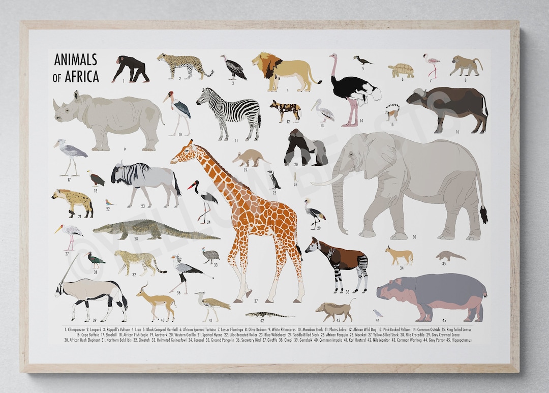 Animals of Africa Poster - Etsy