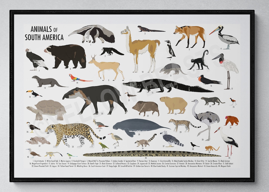 Animals of South America Poster - Etsy