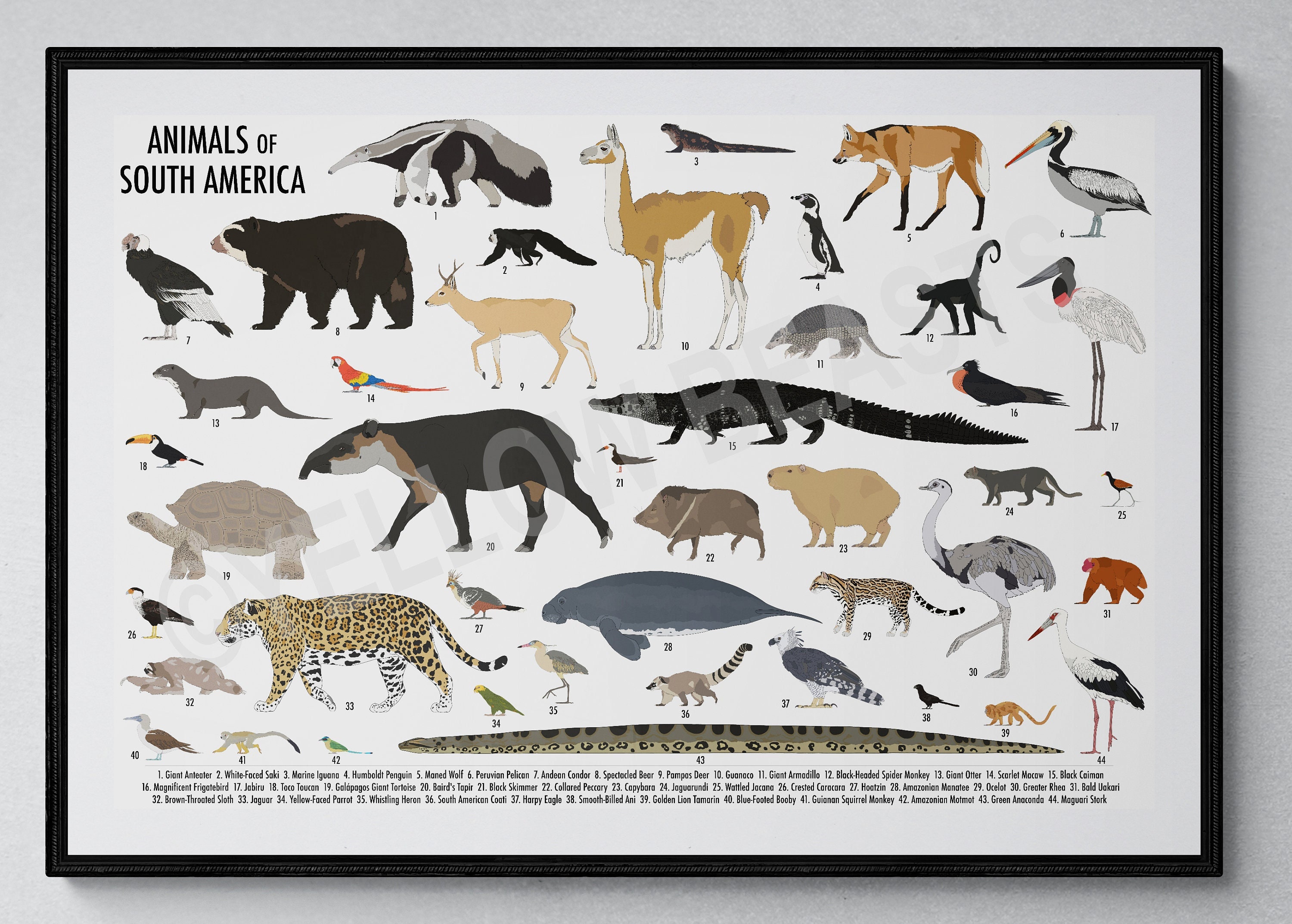 Animals of South America Poster - Etsy
