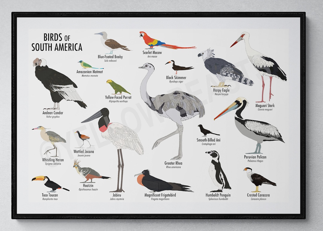 Birds of South America Poster - Etsy