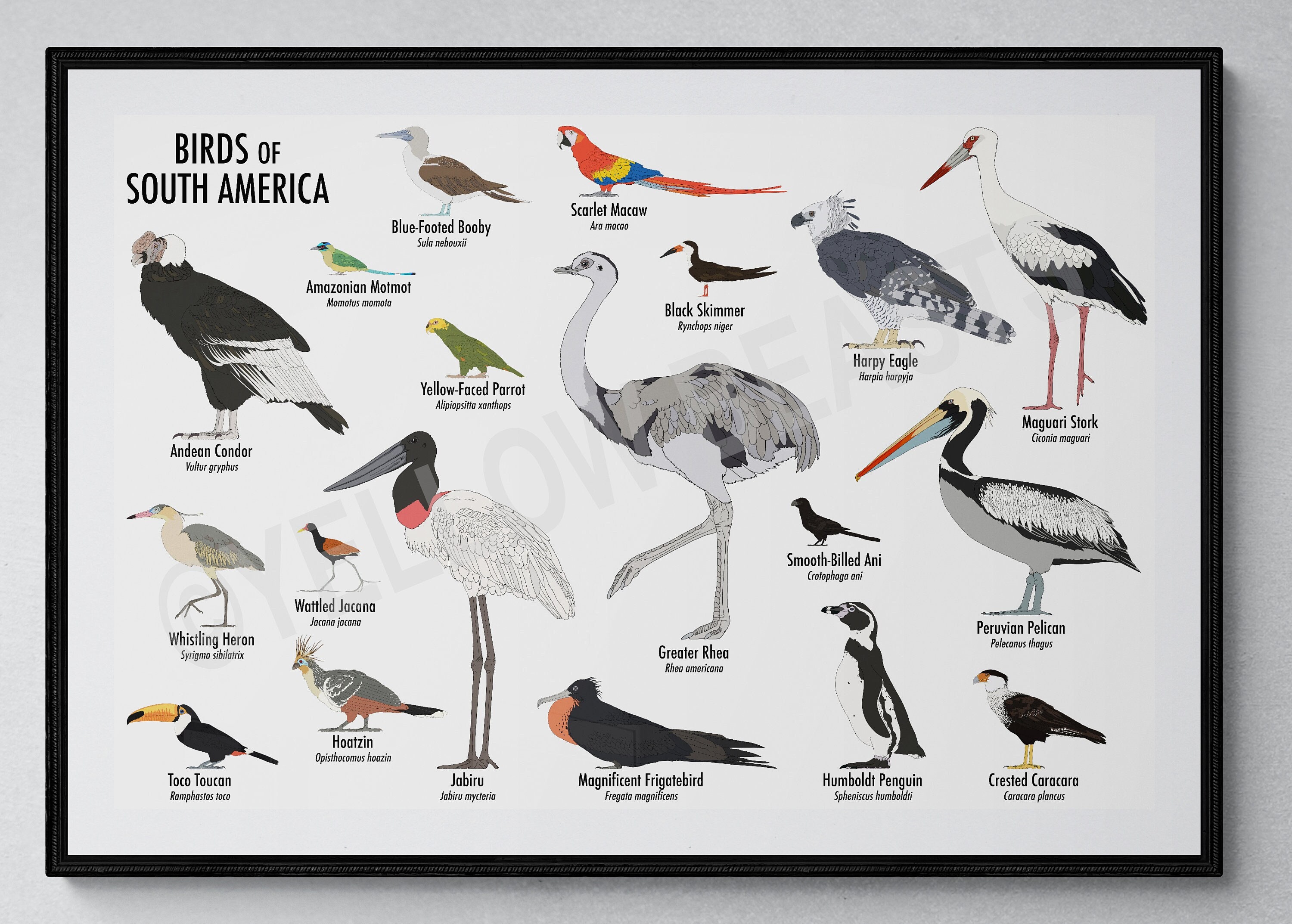 Birds of South America Poster - Etsy