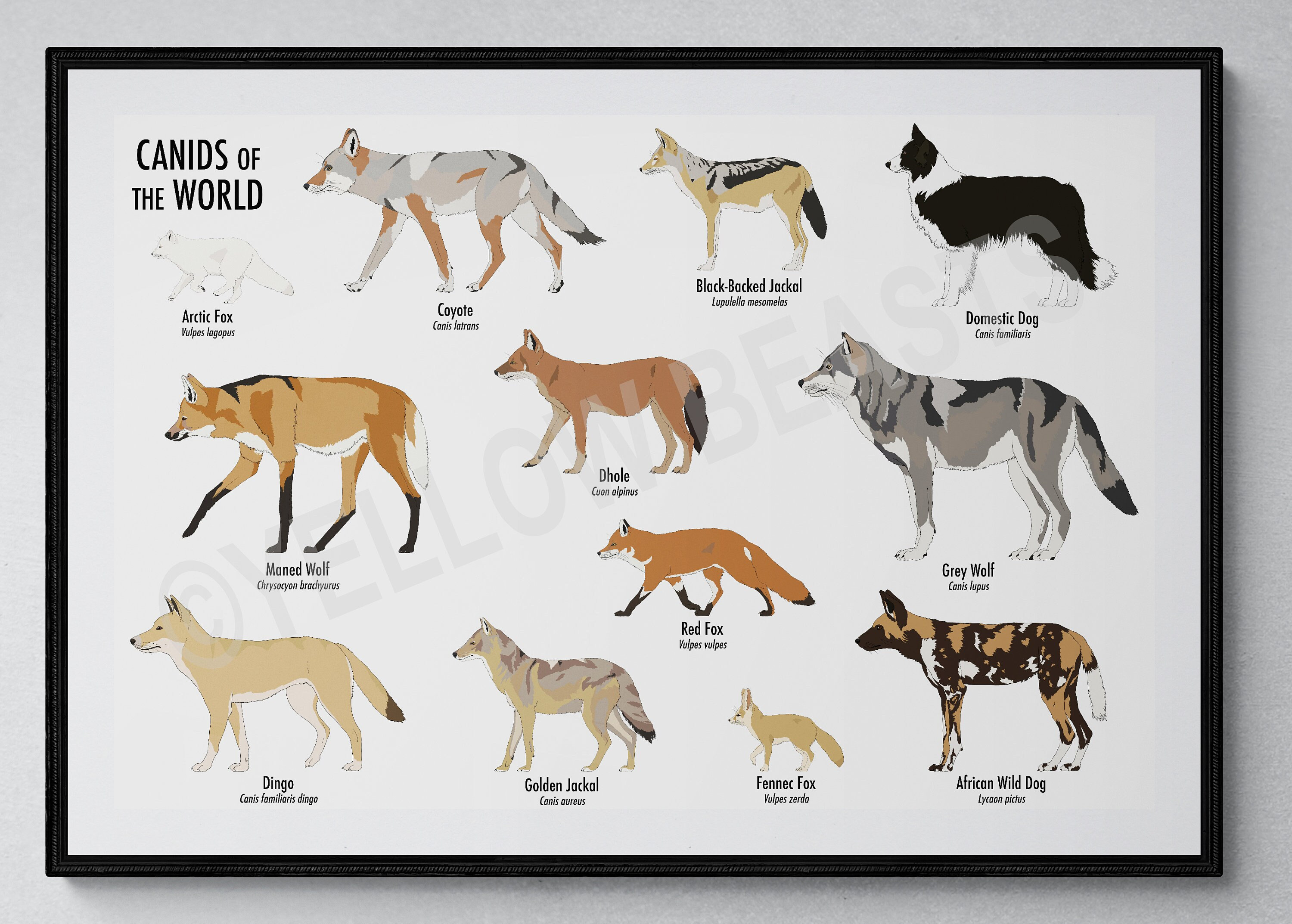 Canids of the World Poster - Etsy