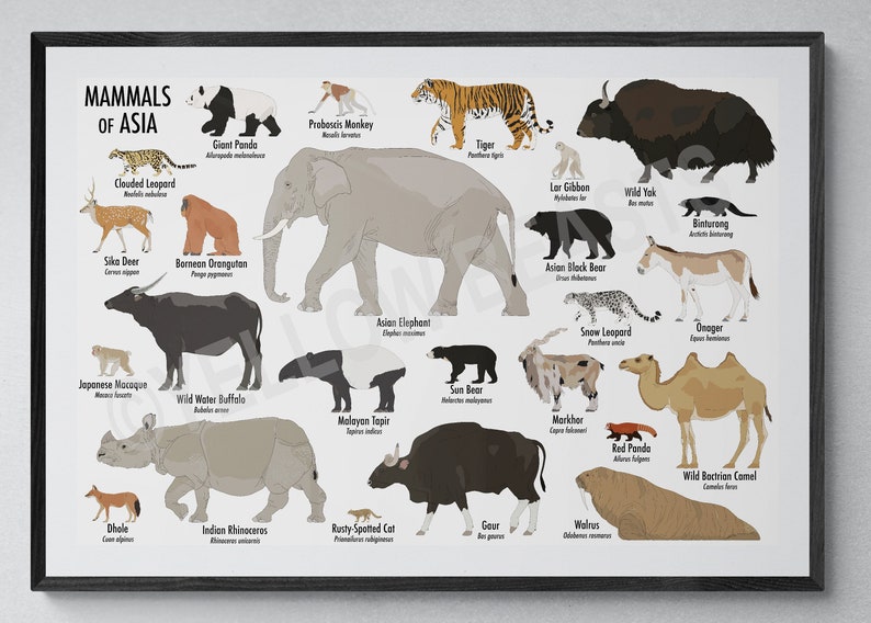 Mammals of Asia Poster - Etsy