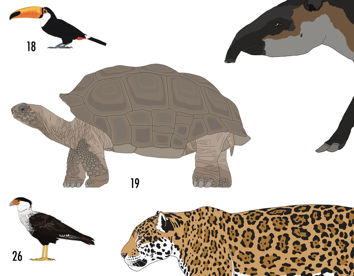 Animals of South America Poster - Etsy