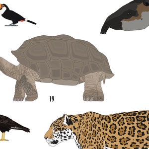 Animals of South America Poster - Etsy